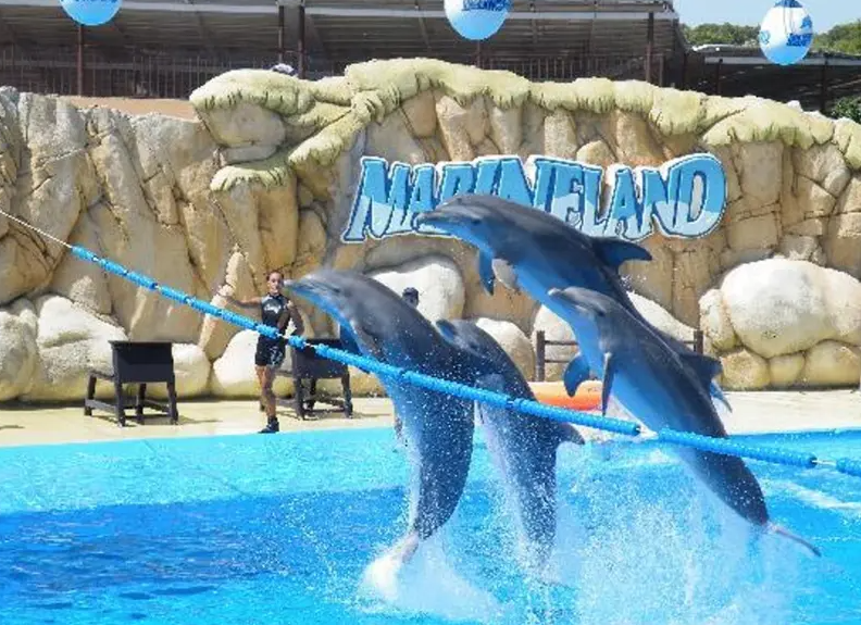 Where to See Dolphins in Mallorca - Majorca Blog